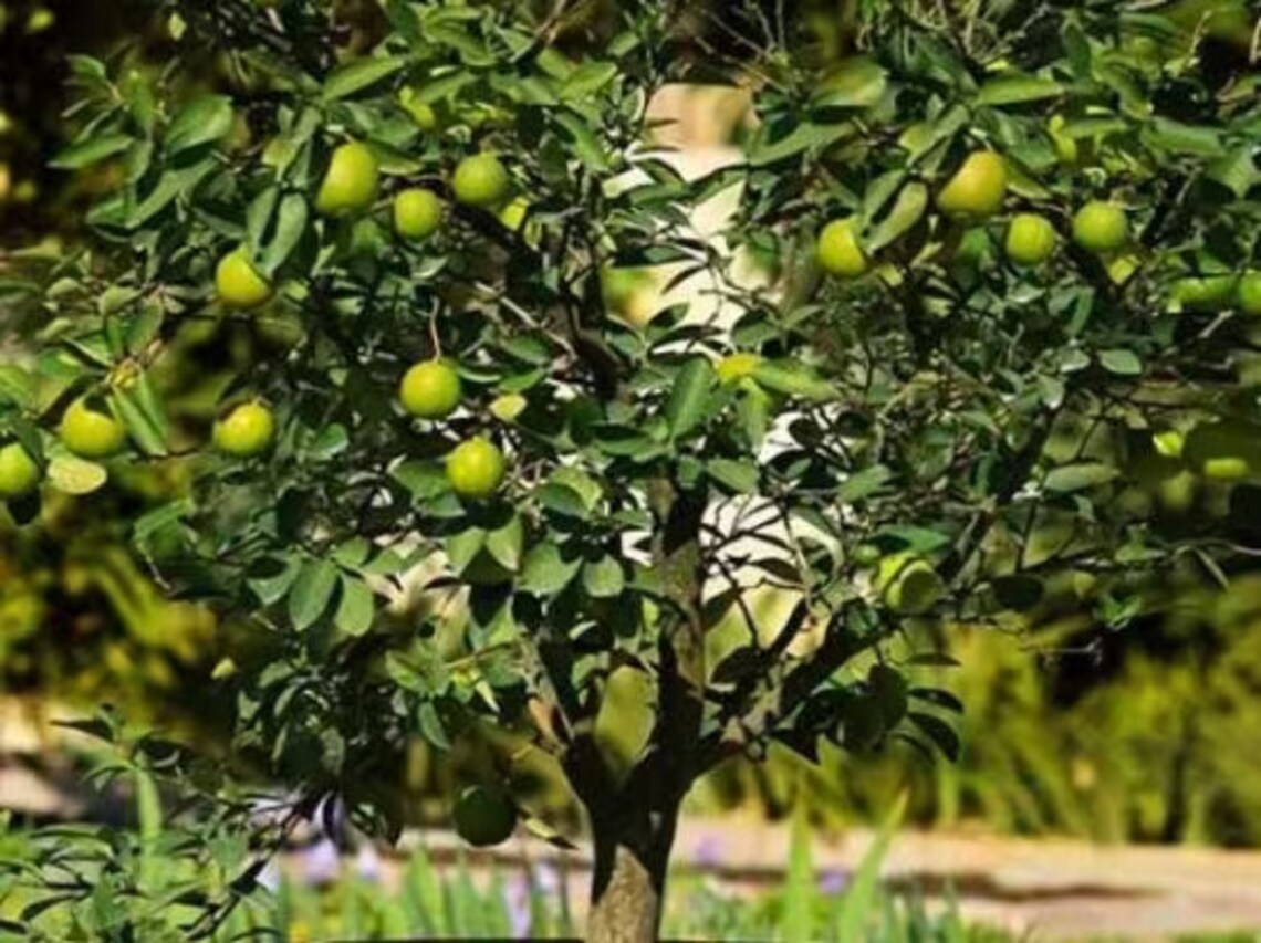 Dried Black Lime / Lemon Powder Organic Pure Natural Smoked Whole Black ...