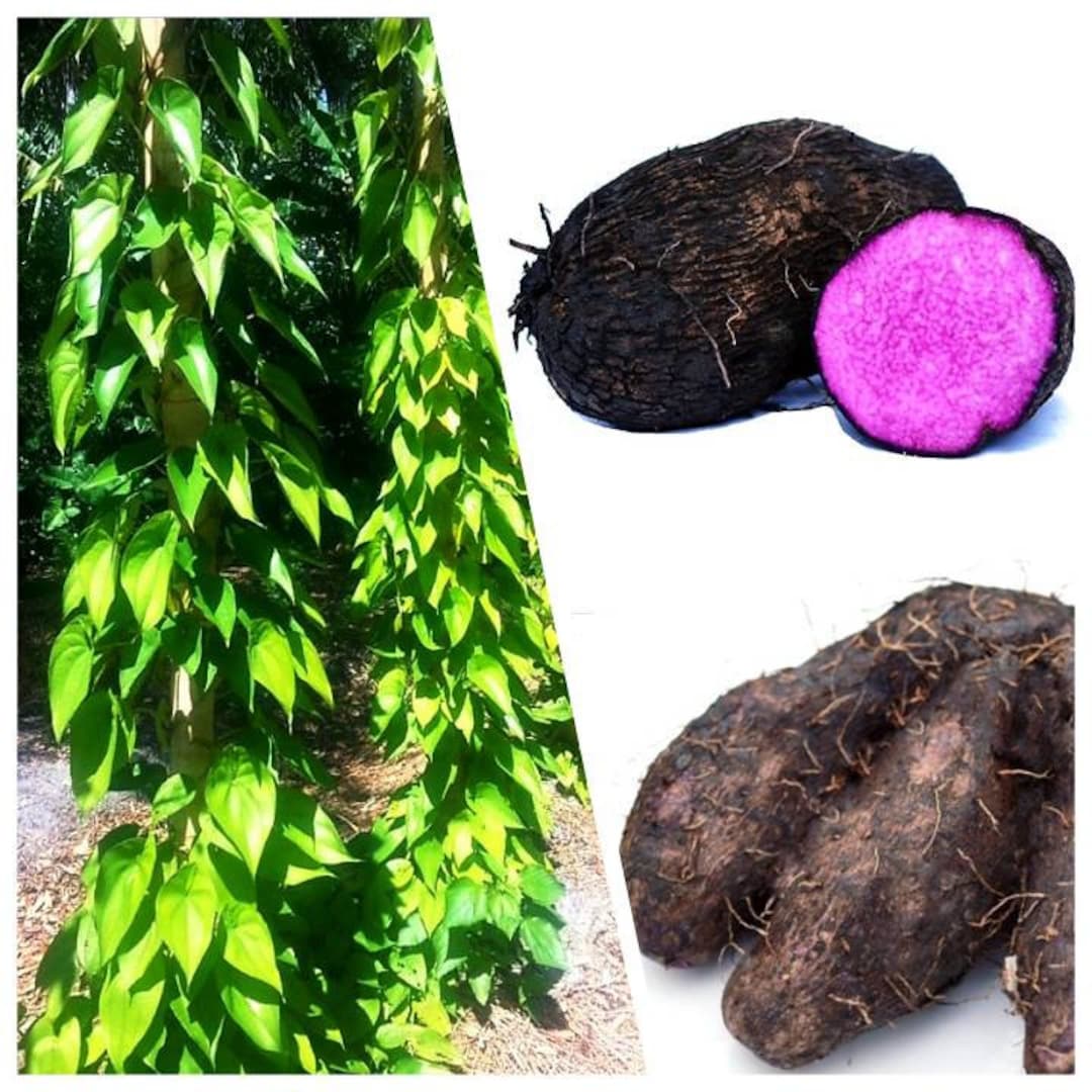 Organic Purple Yam / Dioscorea alata /Ube or Greater Yam , Rooted yam ...
