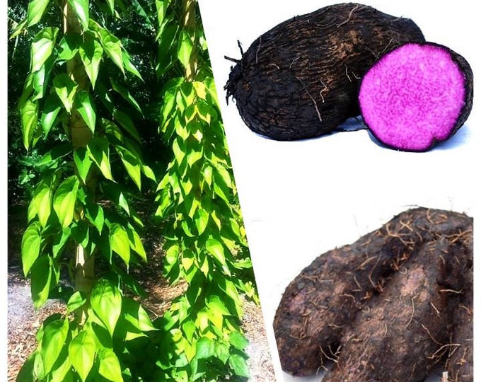 100 Purple Yam Seeds, Greater Yam Seeds, Yam Plant Seeds, Dioscorea ...