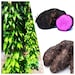 Organic Purple Yam / Dioscorea Alata /ube or Greater Yam , Rooted Yam ...