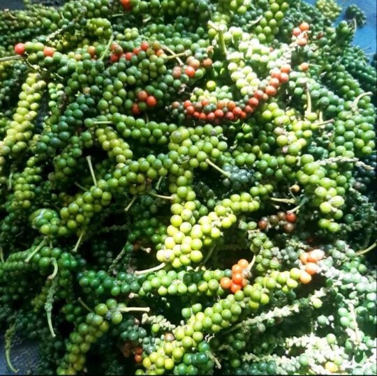 Ceylon Black / White Pepper and Pepper Powder, 100% Organic, Sun Dried ...