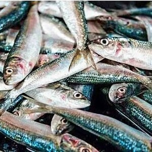 Sundried Fresh Sardinella Fish ( Keeramin Fish ) .. ( 75g -330g ) Free ...