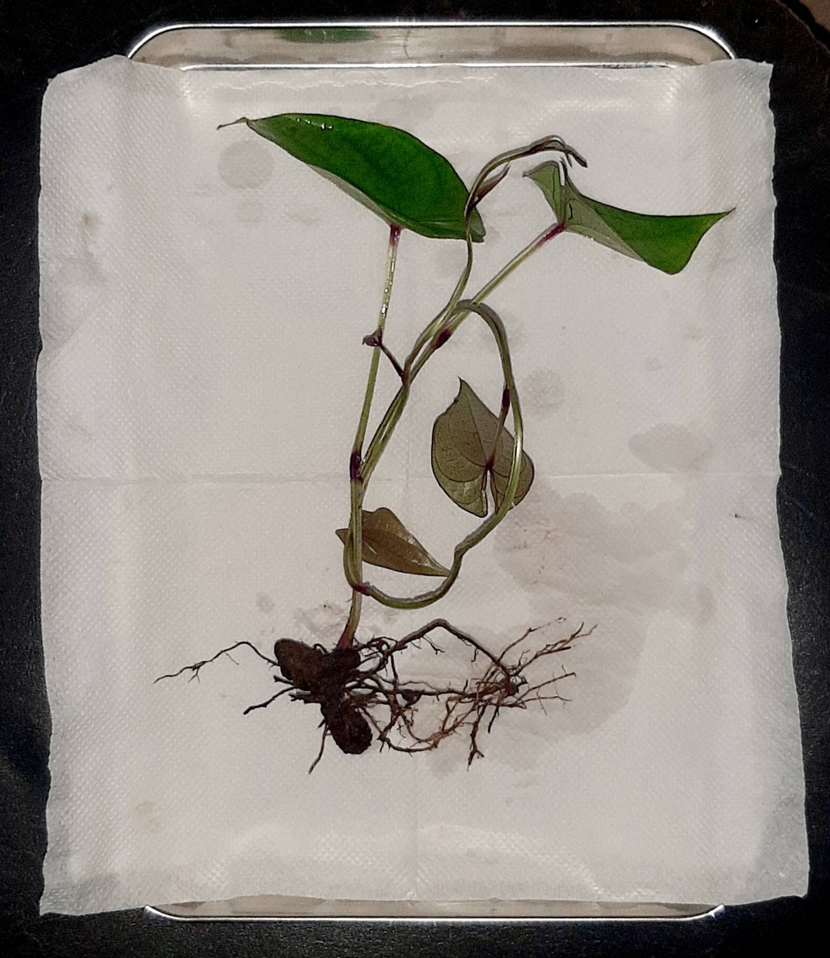 Organic Purple Yam / Dioscorea Alata /ube or Greater Yam , Rooted Yam ...