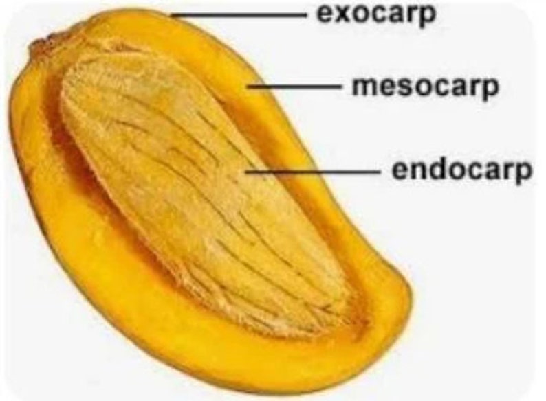 Organic Sweet Bush Mango ,wild Mango,dika Nut,irvingia,african Mango ...