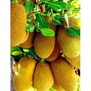 Organic Waraka (riped Jackfruit) Dehydrated..60g -170g Free Delivery ...