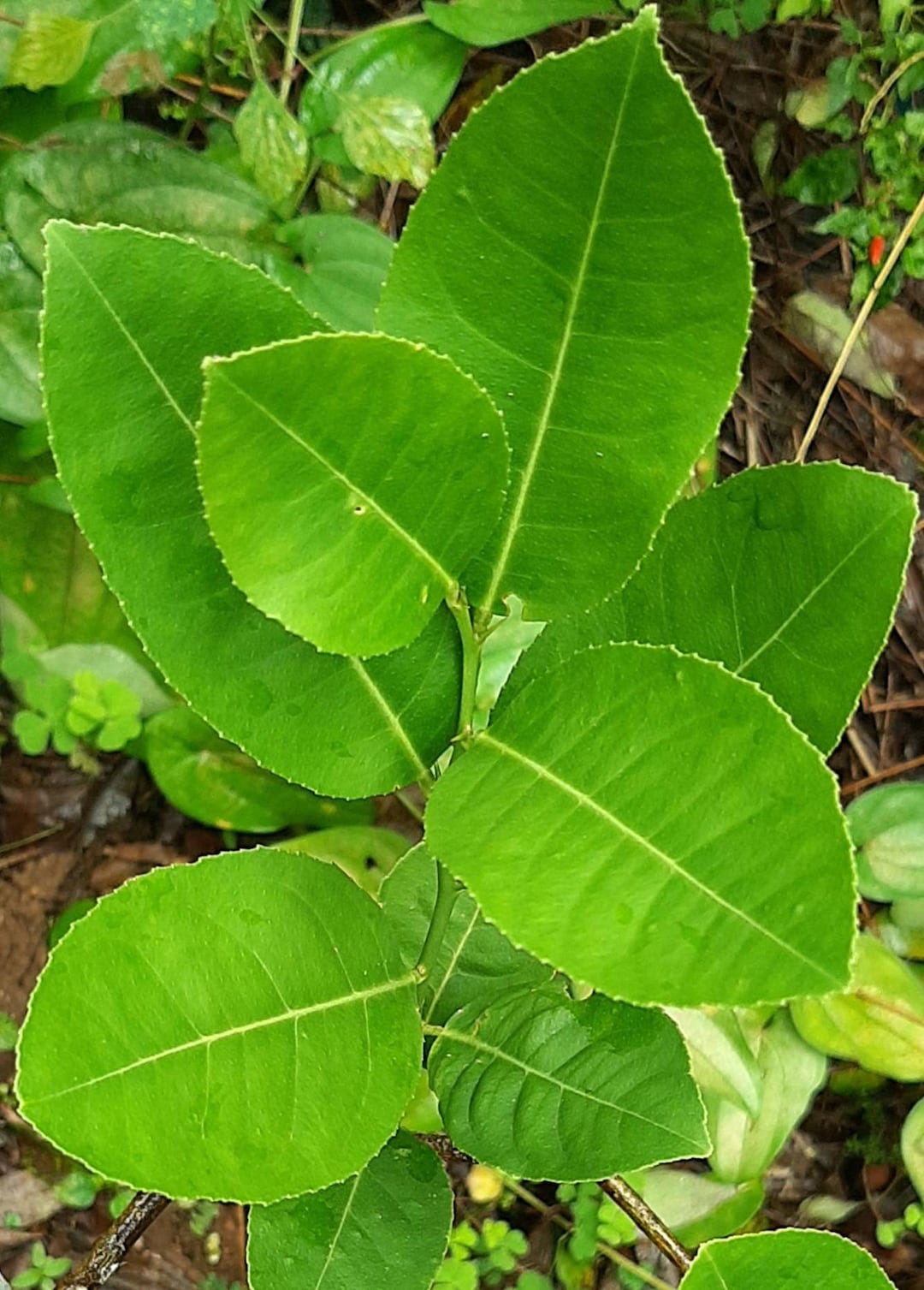 100% Natural Organic Sun Dried Lemon Leaves and Powder 01 Oz - 07 Oz ...