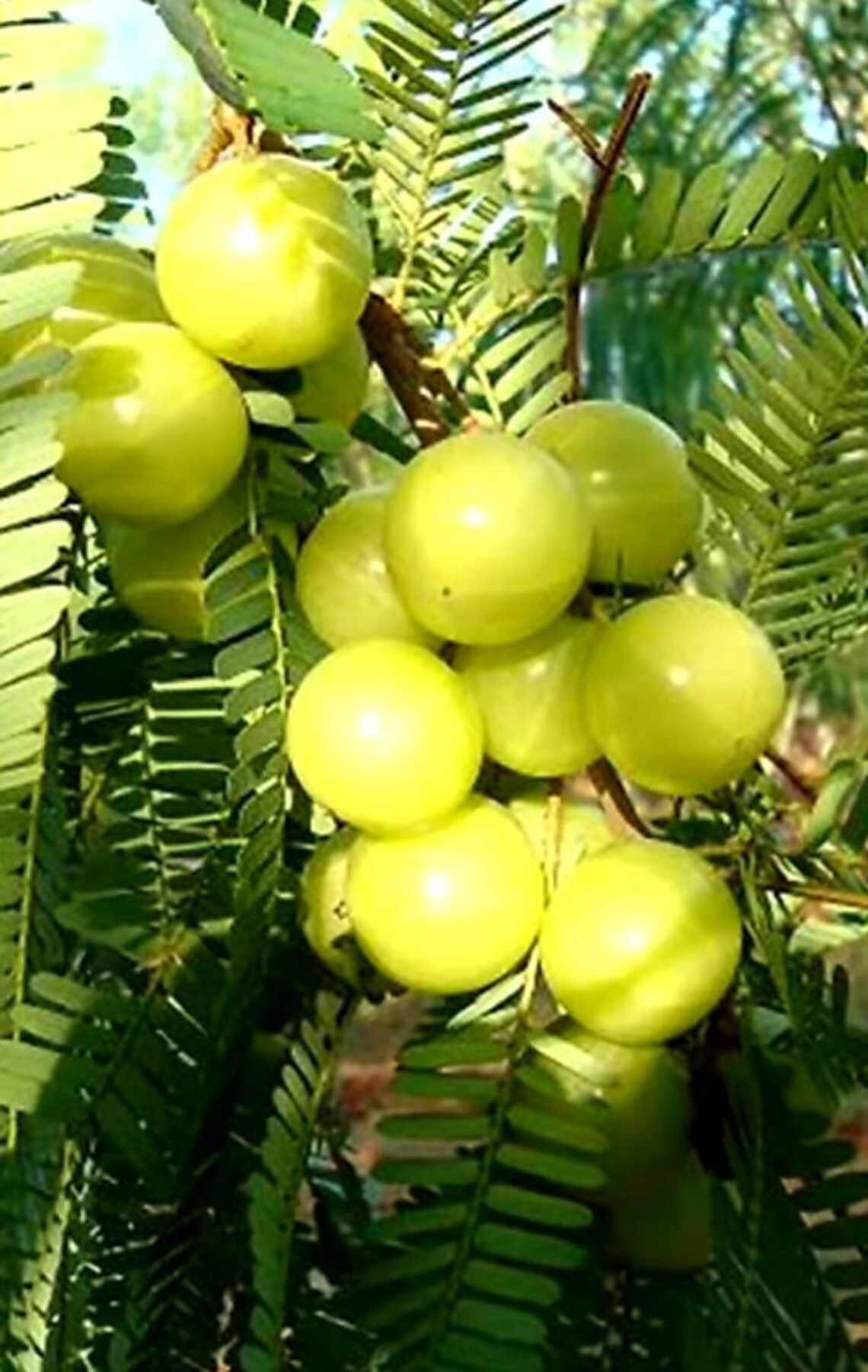 Oarganic Phyllanthus Emblica,amla ,nelli , Seeds for Planting ,free ...