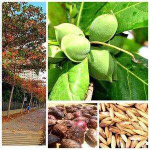Almond Seeds, Terminalia Catappa , Tropical Almond , Seeds for Growing ...