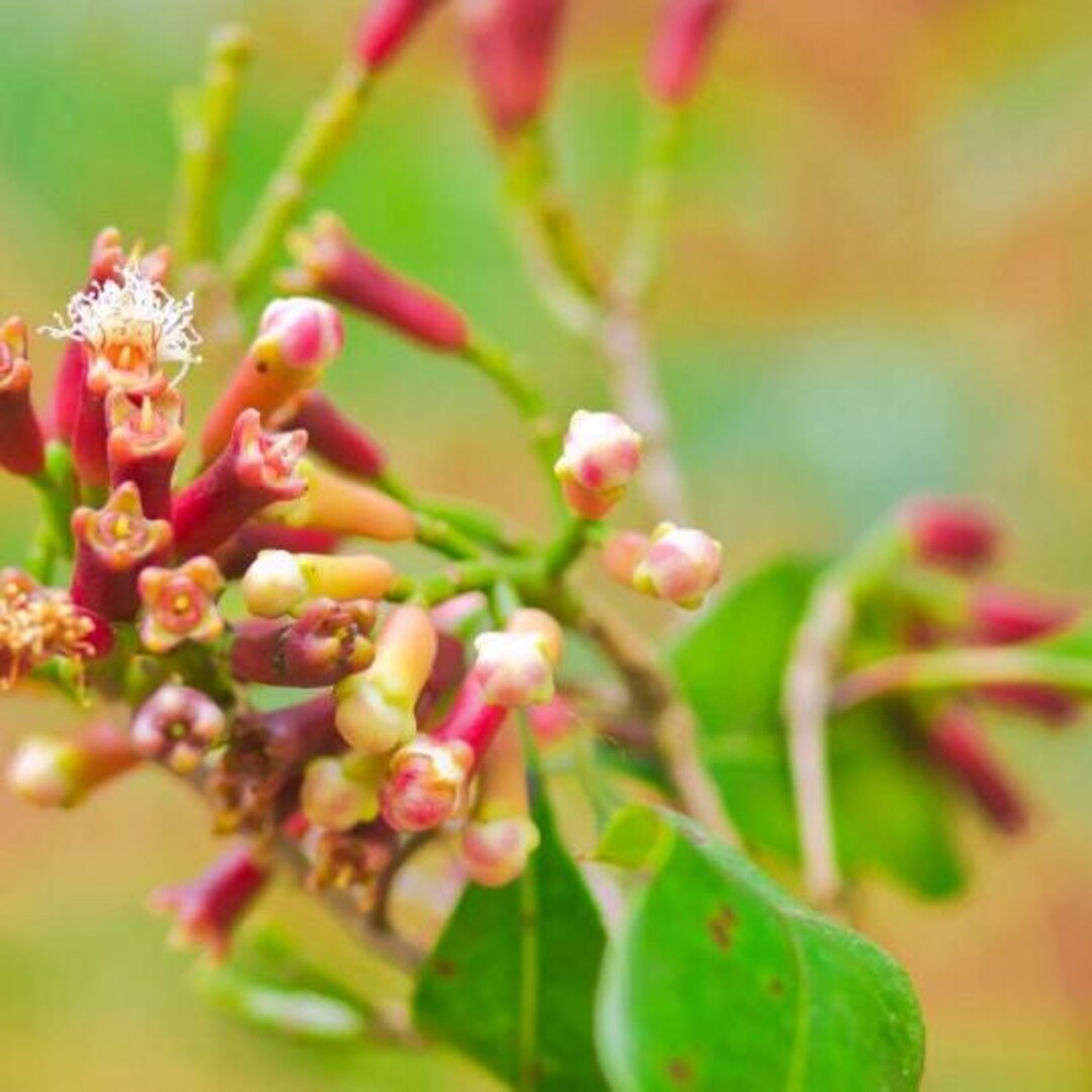 Organic Cloves Whole ,clove Powder | Syzygium Aromaticum | Natural ...
