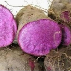 Organic Purple Yam/ Dioscorea Alata /ube or Greater Yam ,cooked (only ...