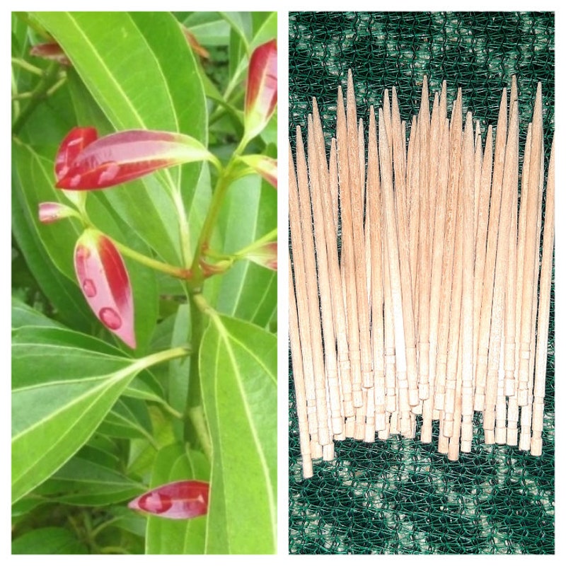 Cinnamon Pieces - Etsy UK