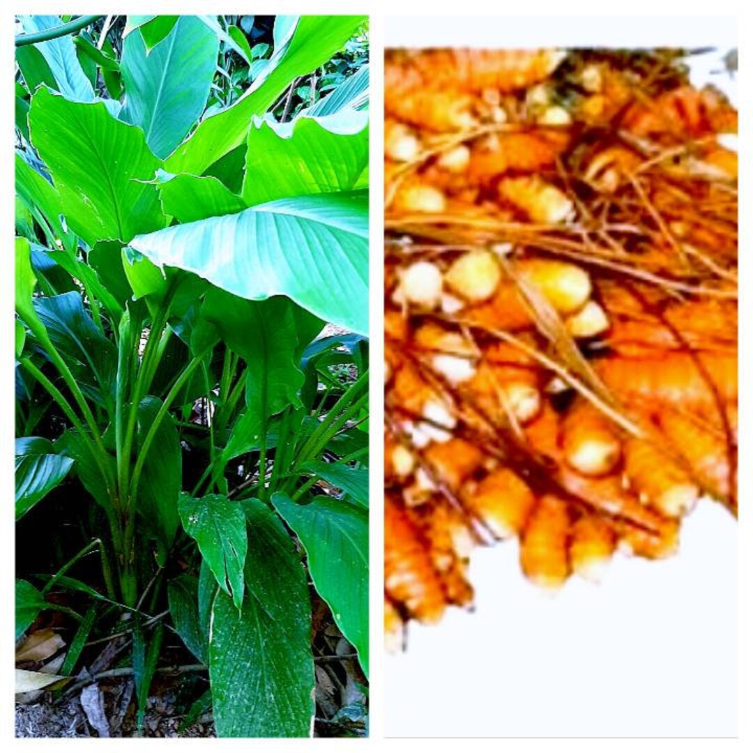 100% Organic Fresh Turmeric Roots ( Rhizomes ) for Planting (curcuma ...