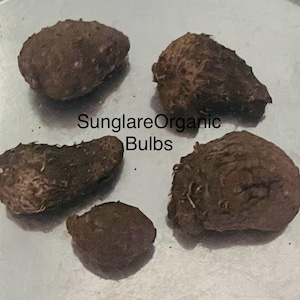 Organic Purple Yam / Dioscorea Alata /ube or Greater Yam , Rooted Yam ...