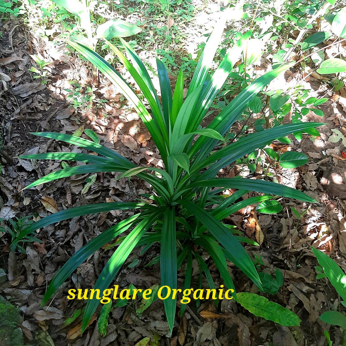 Organic Ceylon Pandan Leaves and Leaves Powder, Amaryllifolivs ...