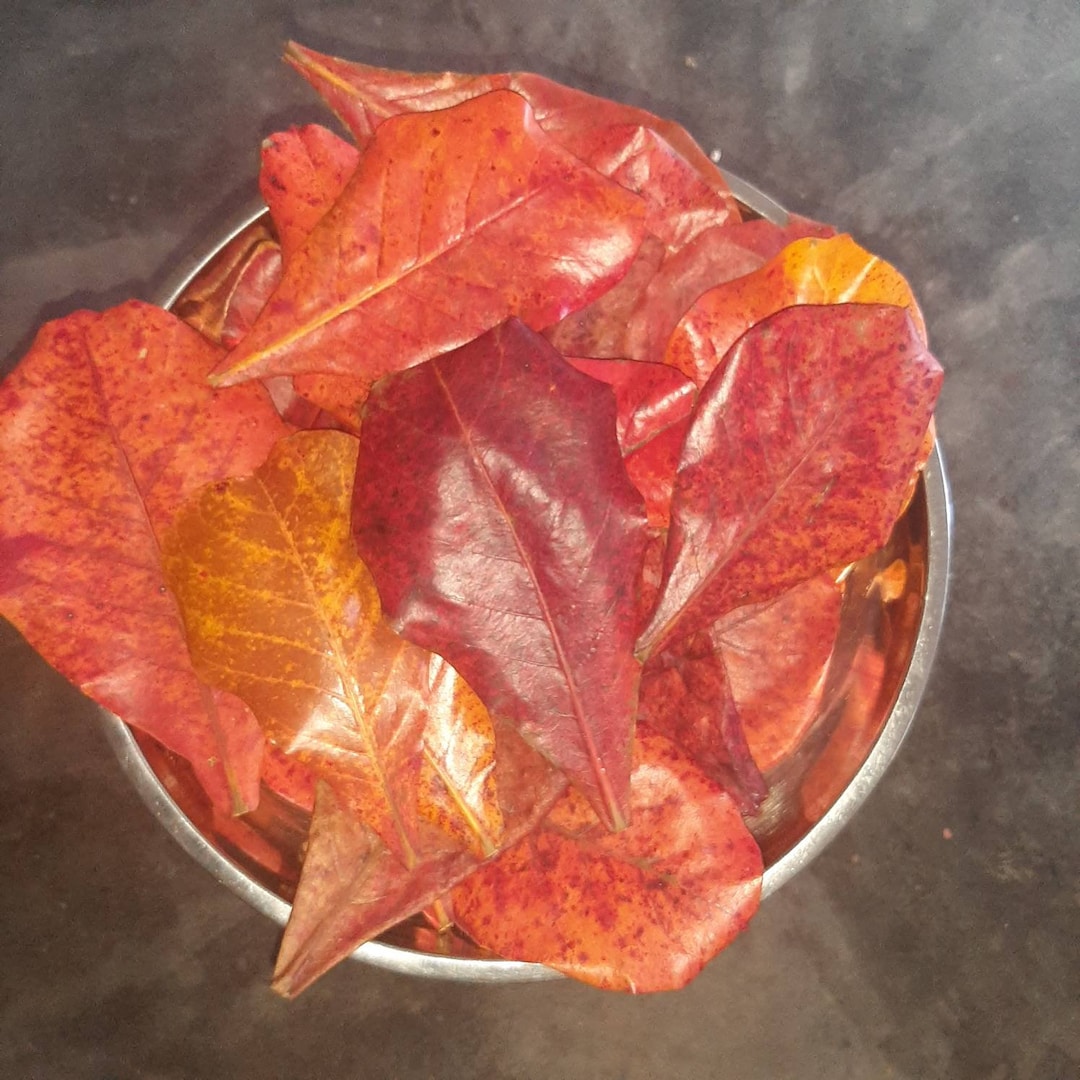 Hojas de Almendra Secas, Cattapa / Almendra India / 25+ - 100+ Hojas ...