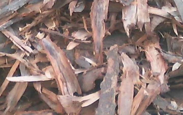 Organic Mango Bark Pieces and Powder. Free 02 Mango Leaves Free ...