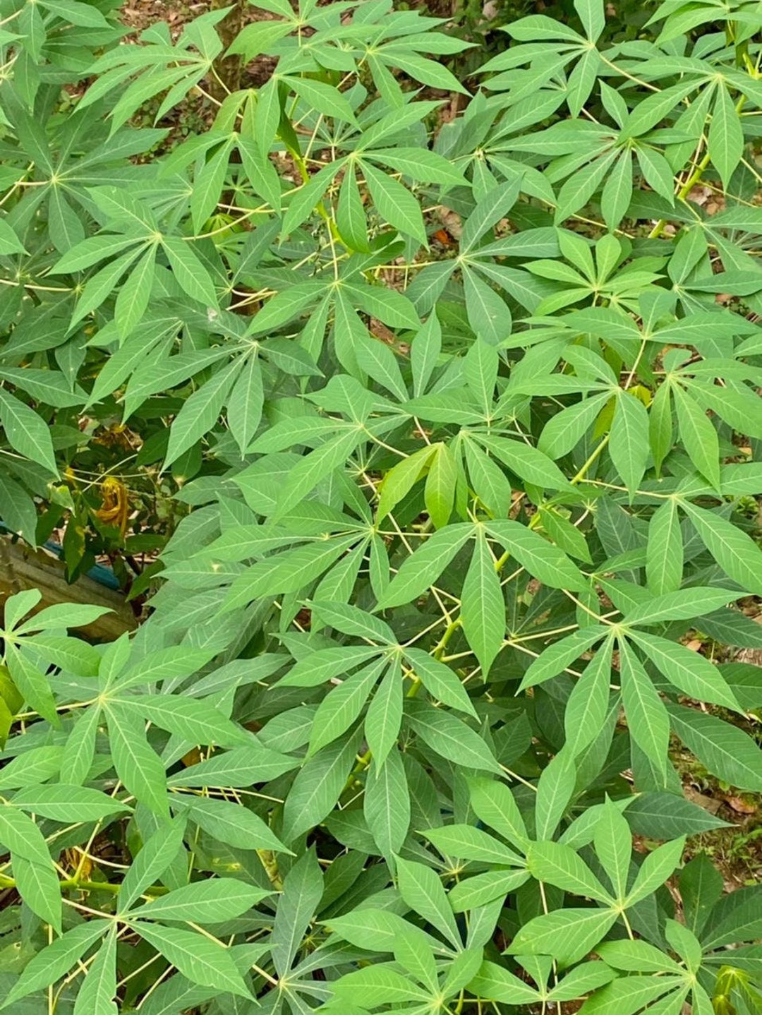 Ceylon 100% Organic Fresh Sun Dried Cassava Leaves, .FREE Delivery.. - Etsy