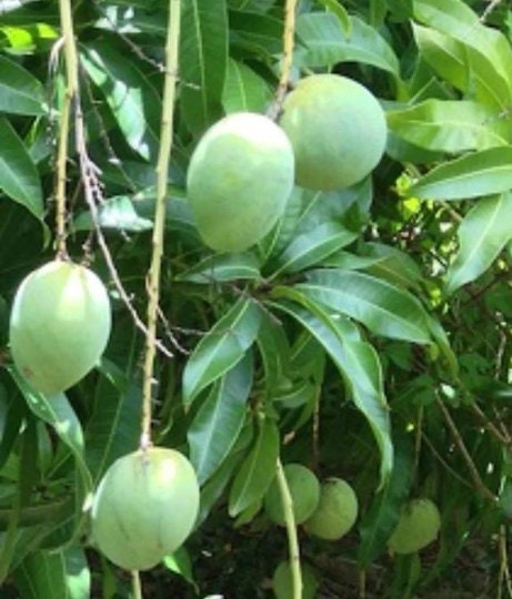 Organic Sweet Bush Mango ,wild Mango,dika Nut,irvingia,african Mango ...