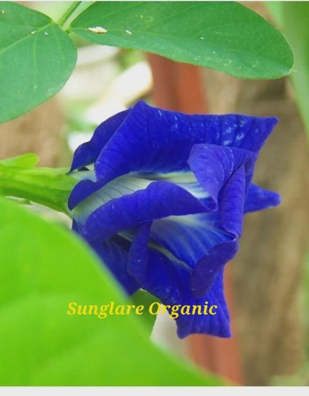 Organic Dried Blue Butterfly Pea Flowers | Herbal Tea | Natural Food ...