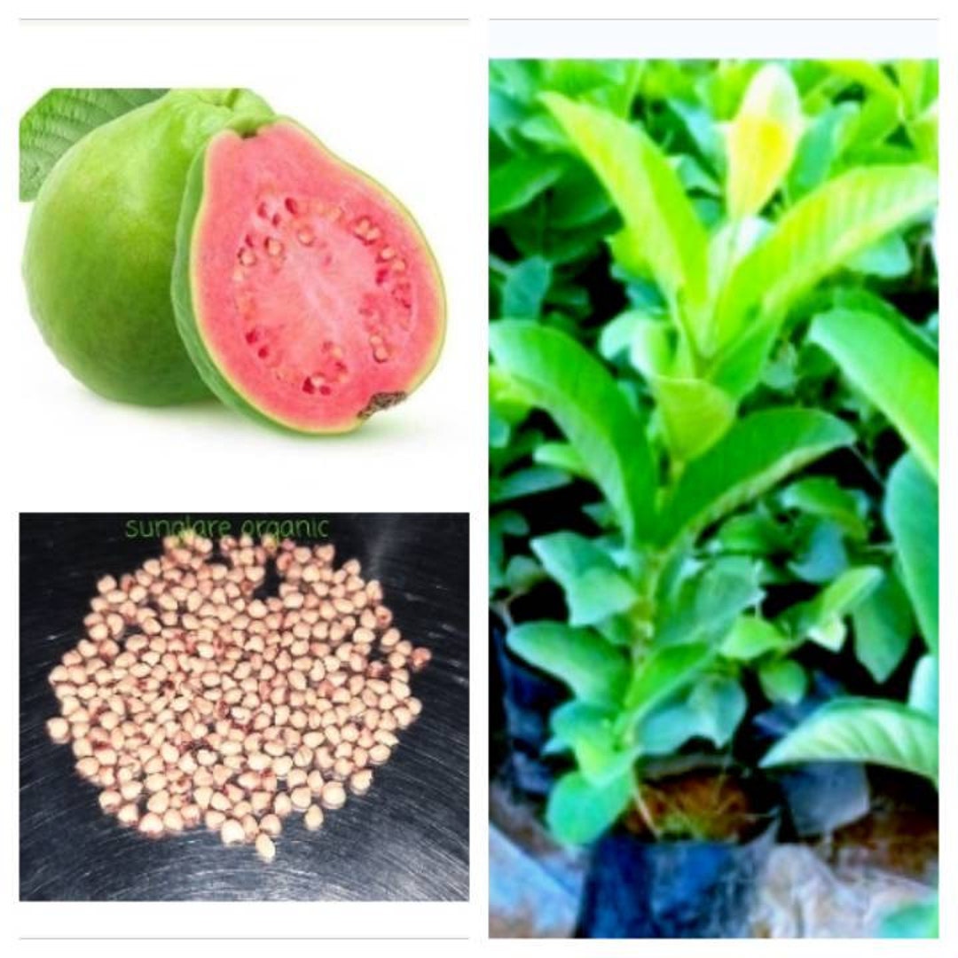 Semillas orgánicas de guayaba rosa grande para plantar (20+ - 30 ...