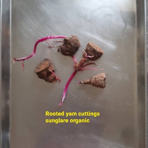 Organic Purple Yam / Dioscorea Alata /ube or Greater Yam , Rooted Yam ...
