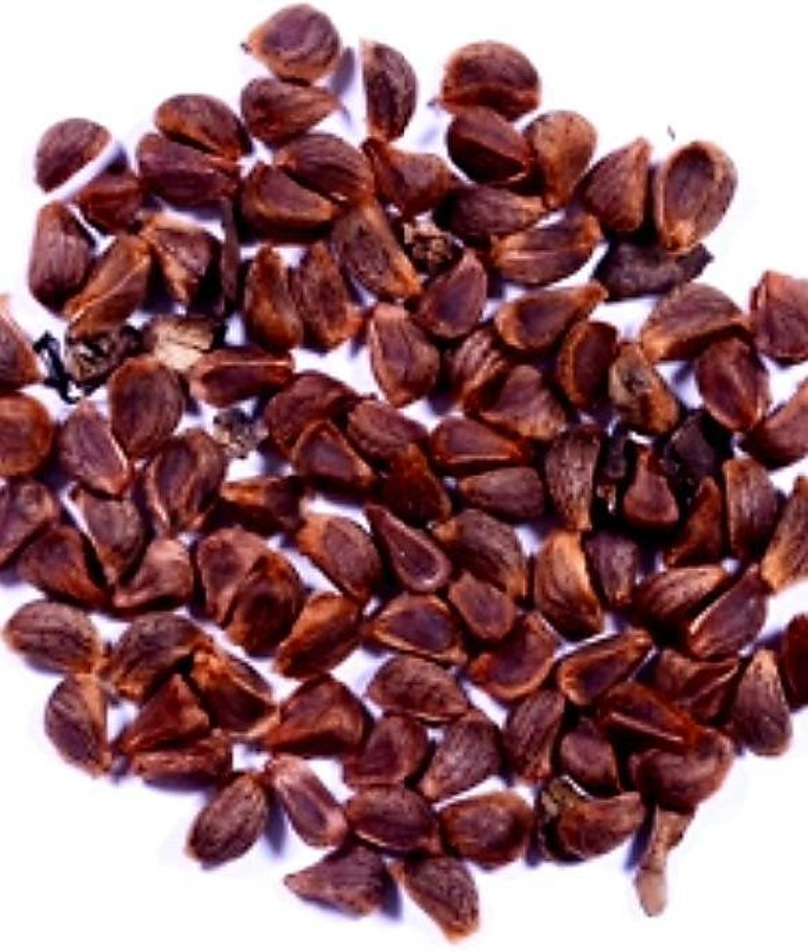 Oarganic Phyllanthus Emblica,amla ,nelli , Seeds for Planting ,free ...