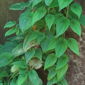 Organic Purple Yam / Dioscorea Alata /ube or Greater Yam , Rooted Yam ...