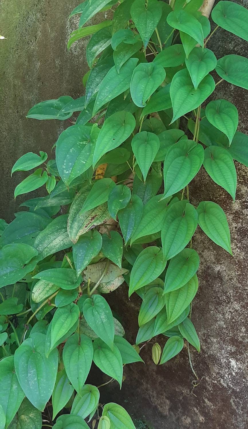 Organic Purple Yam / Dioscorea Alata /ube or Greater Yam , Rooted Yam ...