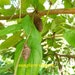 Organic Purple Yam / Dioscorea Alata /ube or Greater Yam , Rooted Yam ...