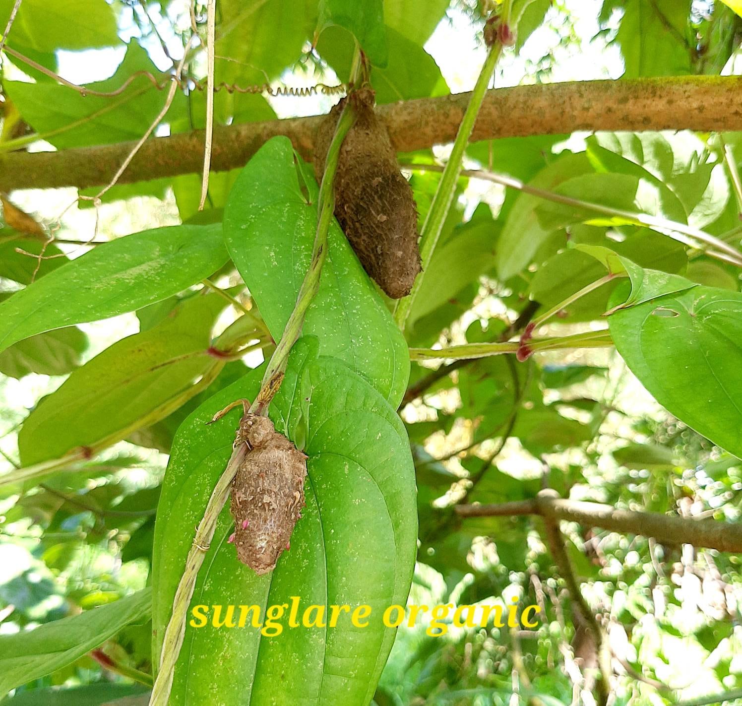 Organic Purple Yam / Dioscorea Alata /ube or Greater Yam , Rooted Yam ...