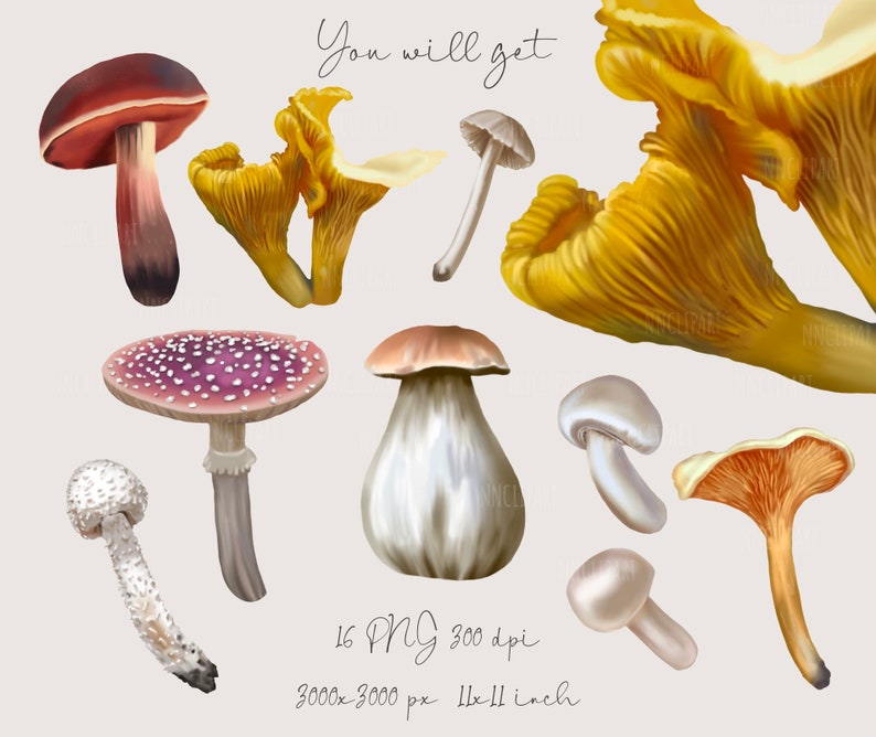 Watercolor Mushrooms Clipart Autumn Clipart Mushroom - Etsy