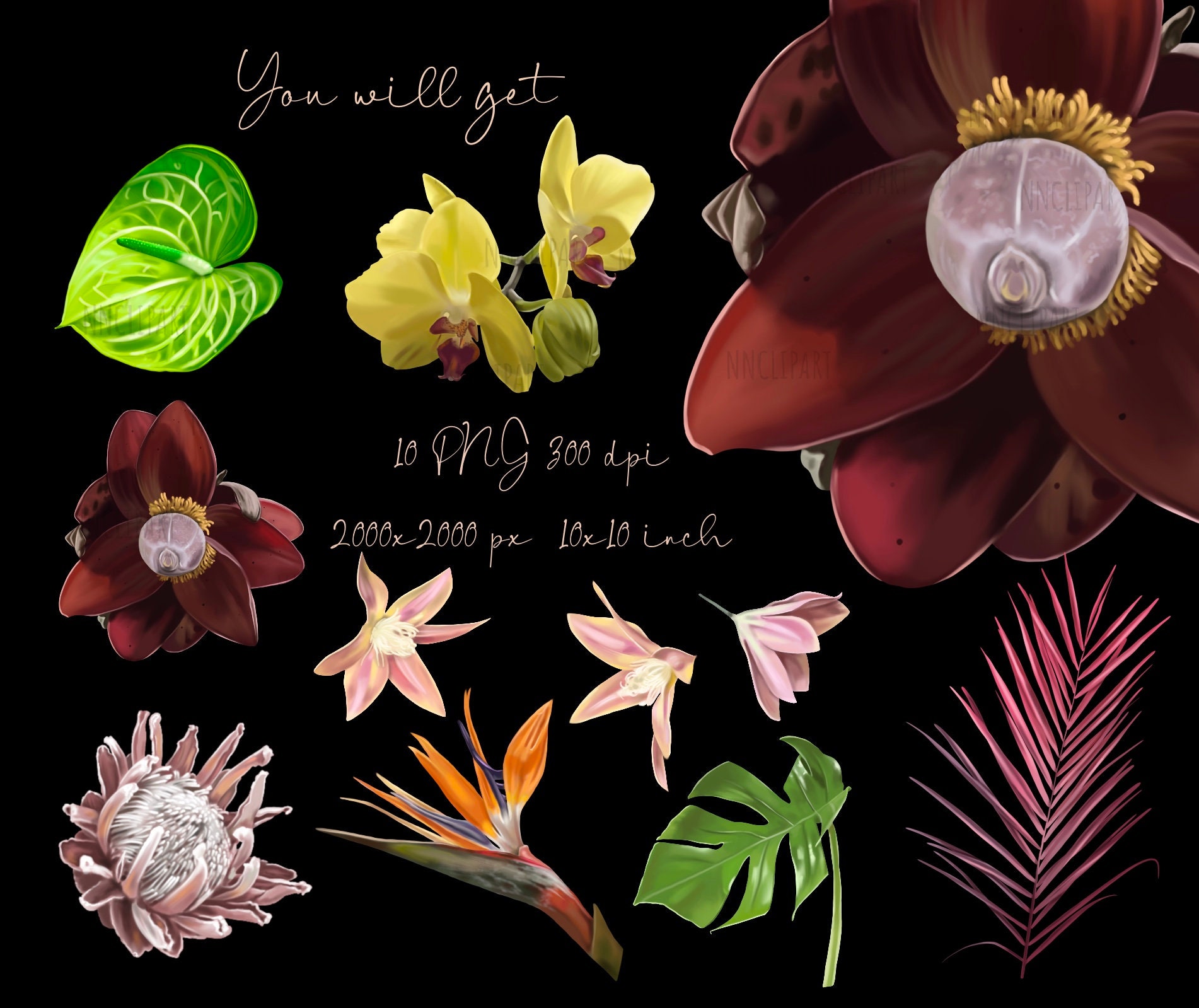 Tropical Flowers Watercolor Flower Clipart Digital Realistic Plants ...