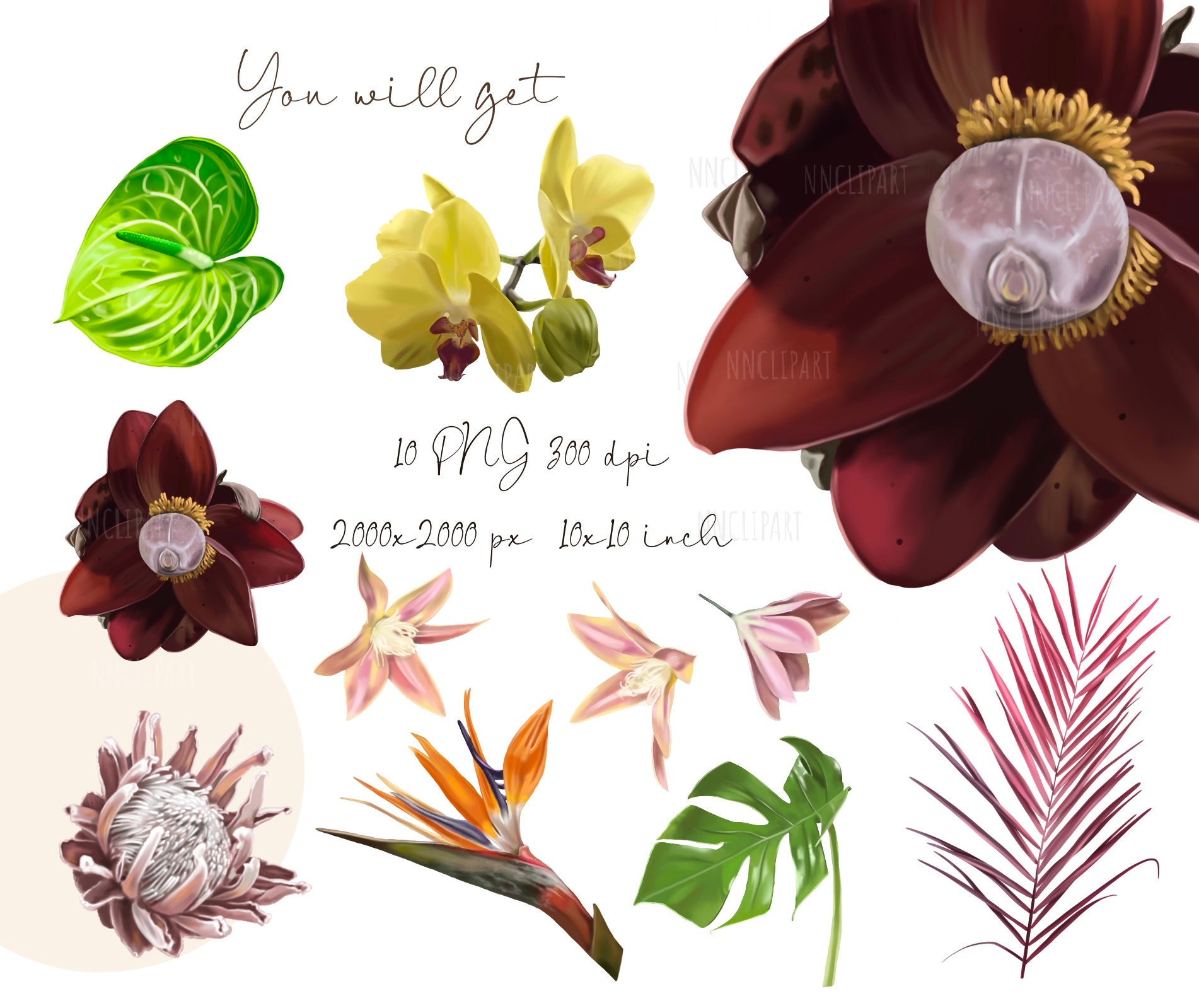Tropical Flowers Watercolor Flower Clipart Digital Realistic Plants ...
