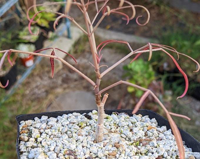 Mapou Tree, Cyphostemma Mappia, Seed Grown, 1+ Years Old, Approx 3 to 5 ...