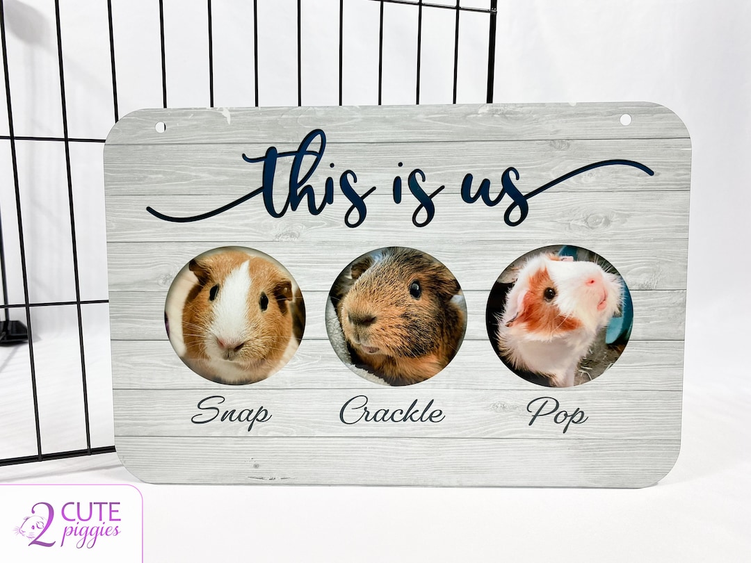 Guinea Pig Name Tag, Guinea Pig Accessories, Guinea Pig Cage ...