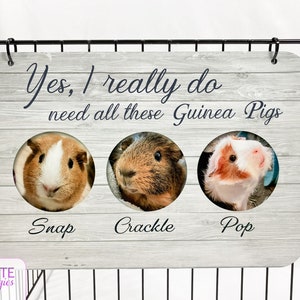Guinea Pig Name Tag, Guinea Pig Accessories, Guinea Pig Cage ...