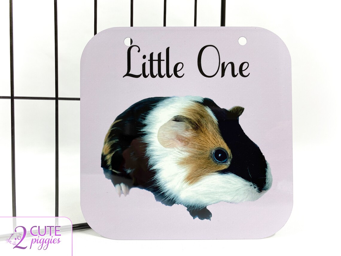 Guinea Pig Name Tag Guinea Pig Accessories Pet Tag Guinea | Etsy
