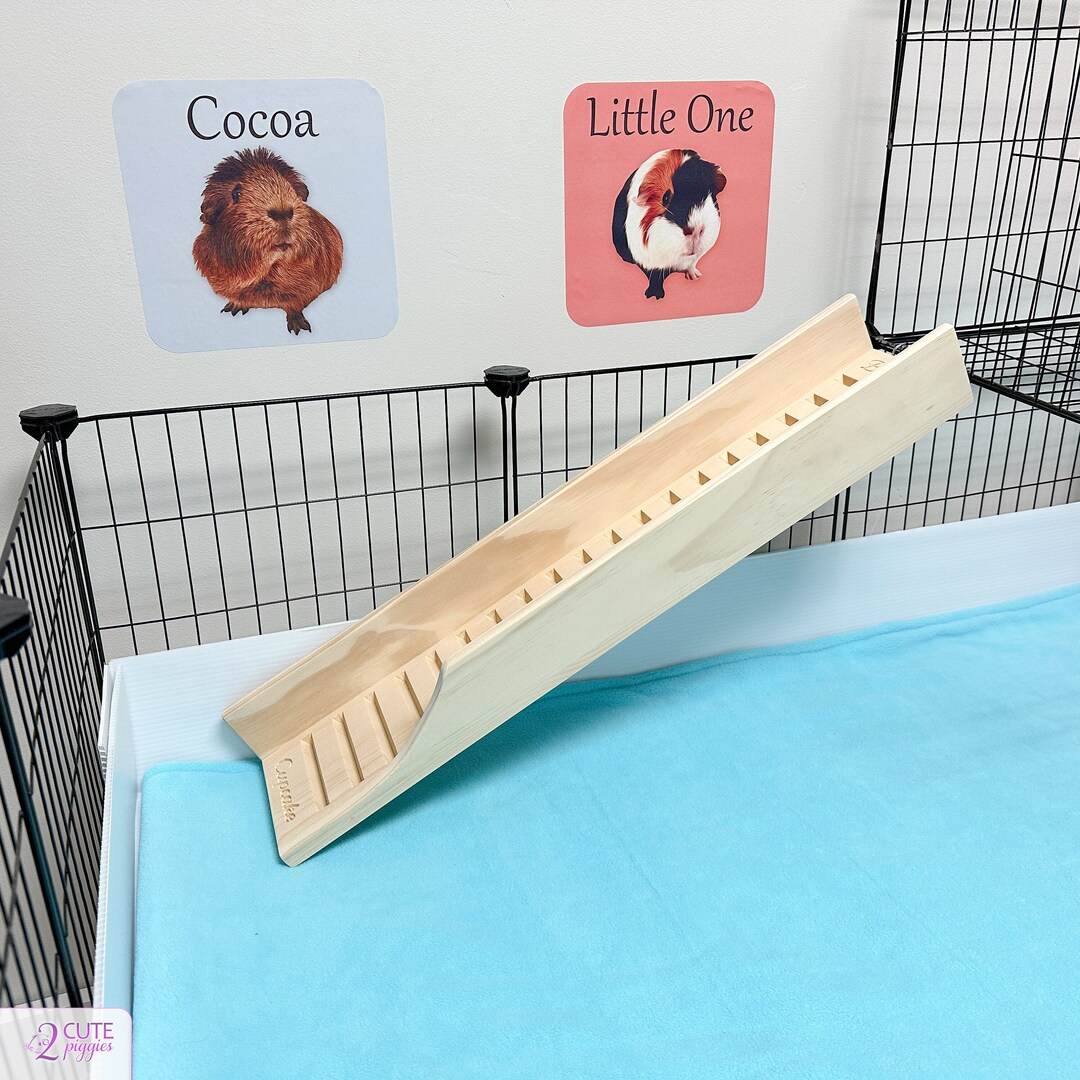 5.5" Guinea Pig Ramp With Sides and Notch Out, Guinea Pig Accessories ...