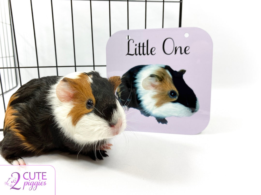 Guinea Pig Name Tag, Guinea Pig Accessories, Pet Tag, Guinea Pig ...