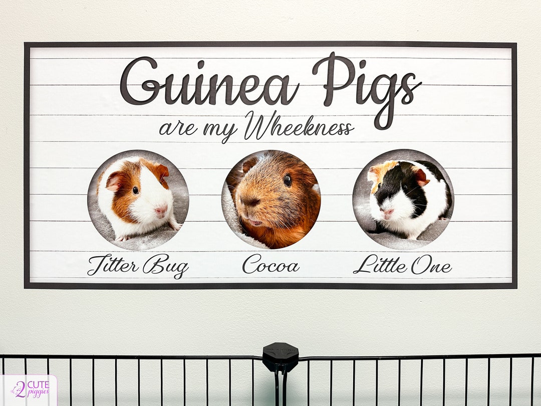 Guinea Pig Name Tag Wall Decal, Guinea Pig Accessories, Wall Decal ...