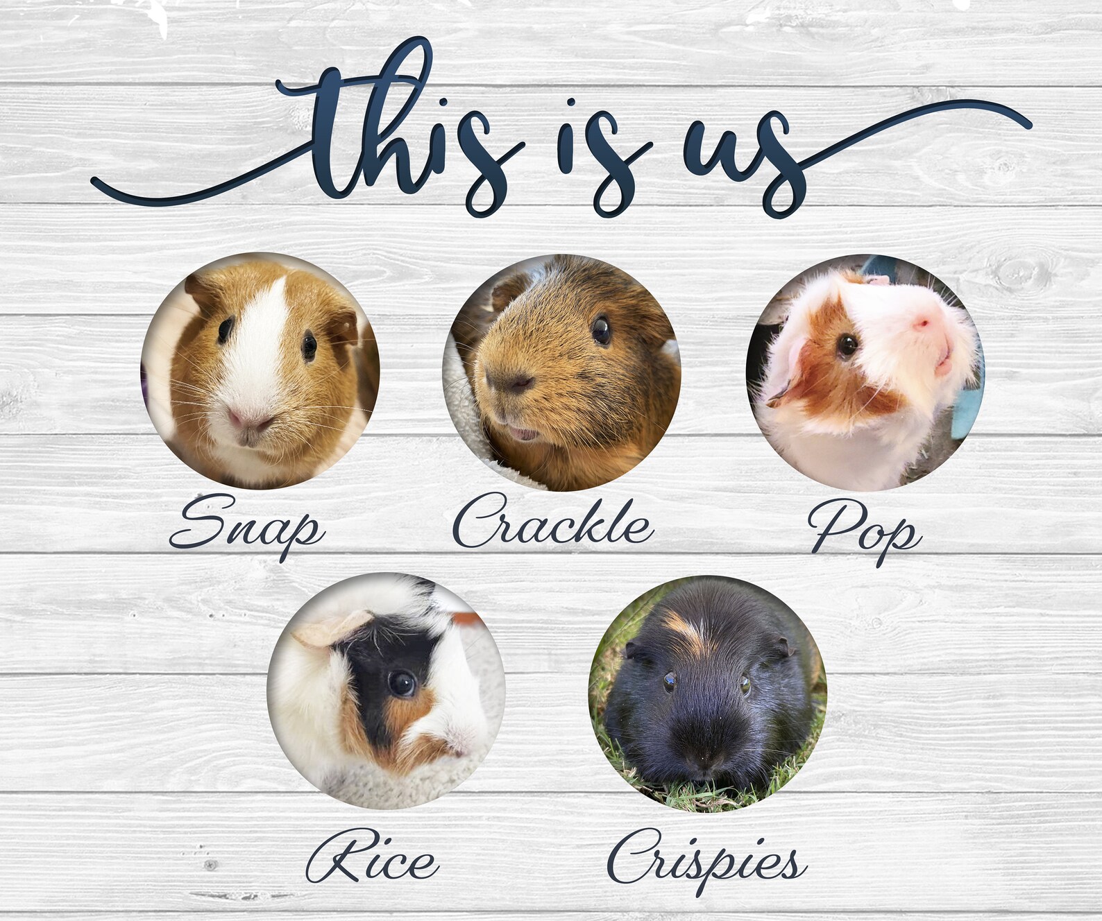 Guinea Pig Name Tag, Guinea Pig Accessories, Guinea Pig Cage ...