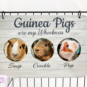 Guinea Pig Name Tag, Guinea Pig Accessories, Guinea Pig Cage ...