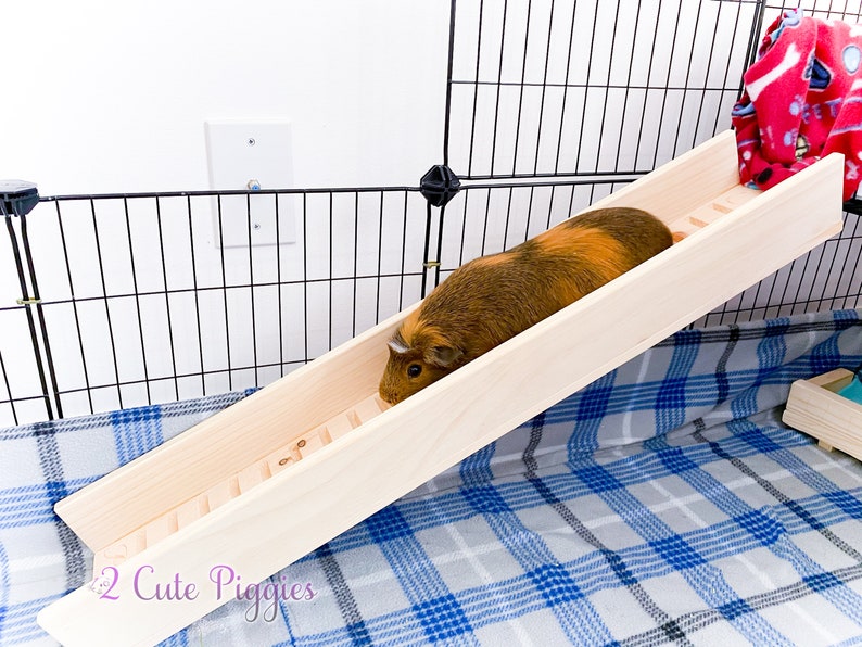 5.5 Guinea Pig Ramp With Sides Guinea Pig Accessory - Etsy