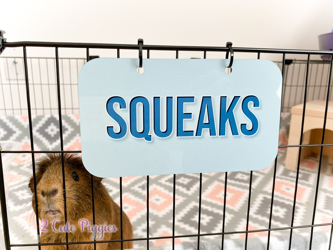 Guinea Pig Name Tag, Guinea Pig Accessories, Pet Tag, Guinea Pig ...