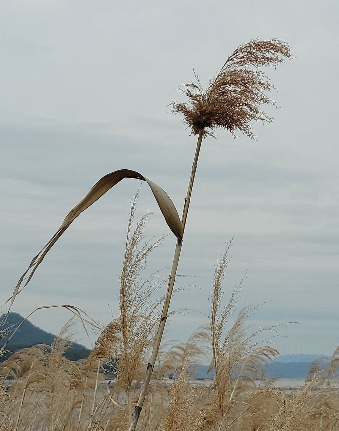 Reed Forest Wall Art Printable Photo Wall Art Digital Photo - Etsy