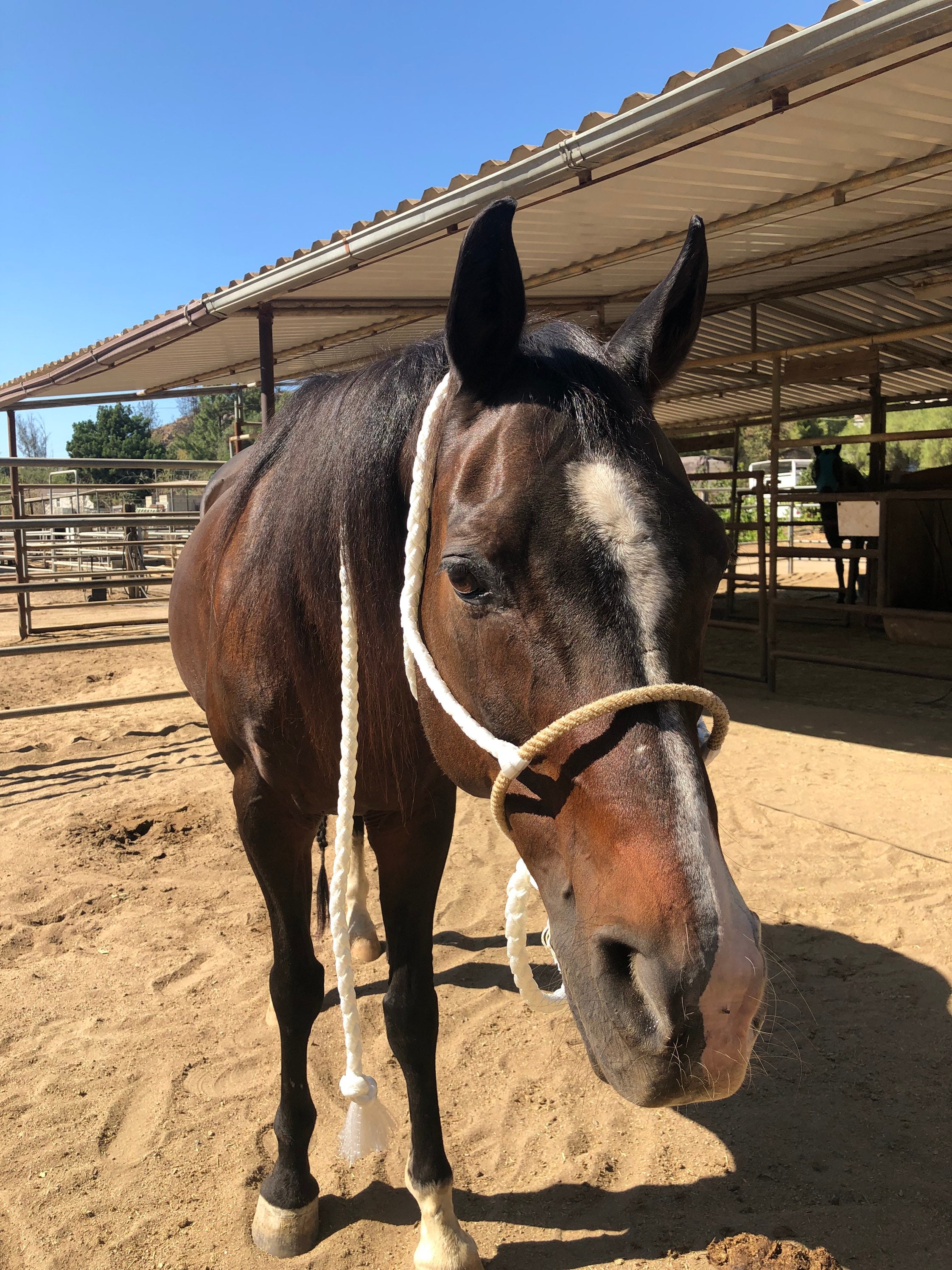 The Howdy Lariat Halter Set - Etsy