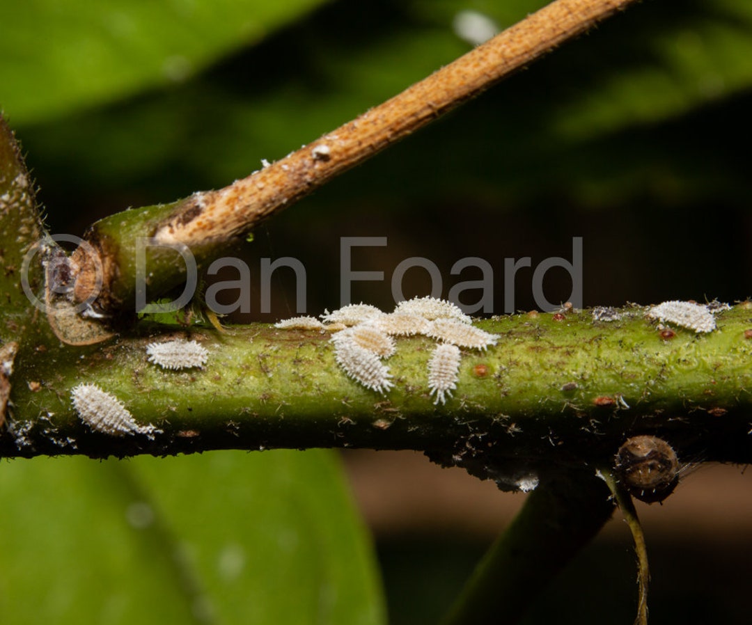 Magnolia Scale on a Magnolia Tree - Etsy