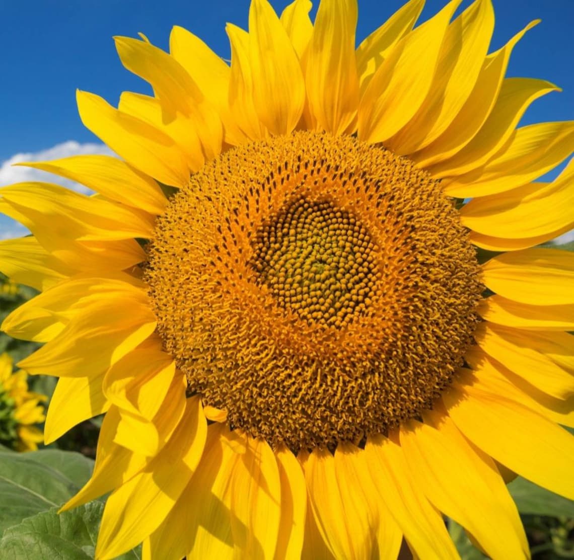 Mammoth Sunflower Seeds - Etsy