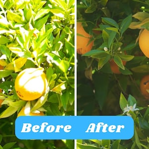 Old Europe - Photomator Presets (adjustments) - Etsy