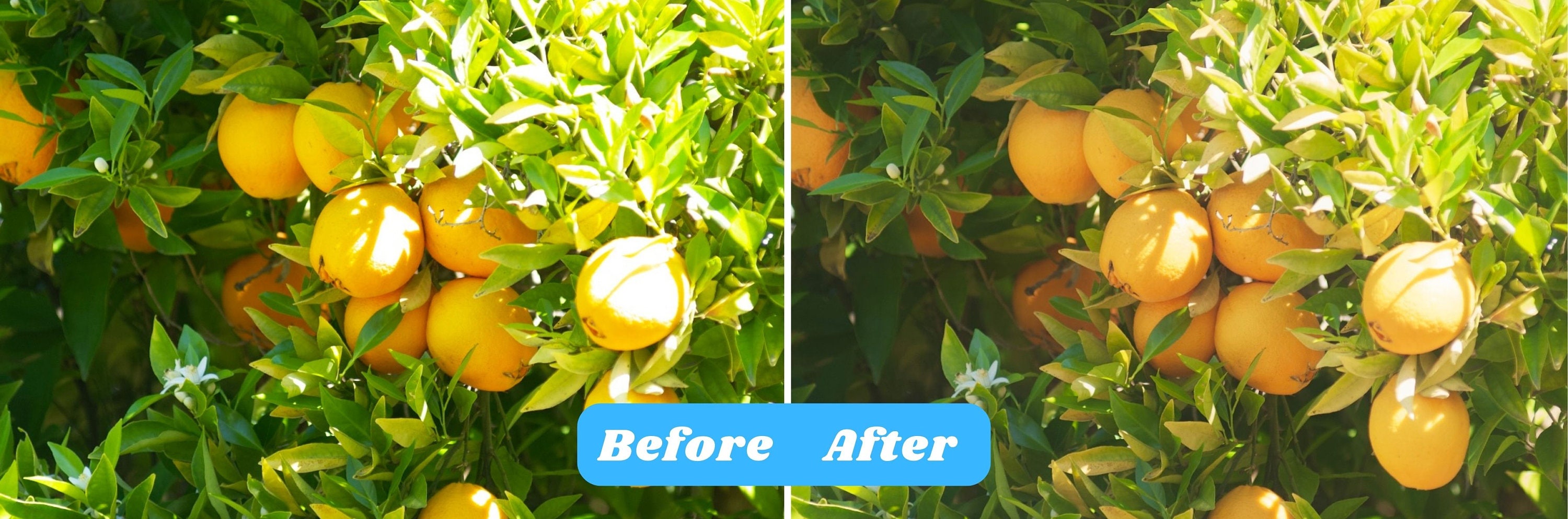 Old Europe - Photomator Presets (adjustments) - Etsy